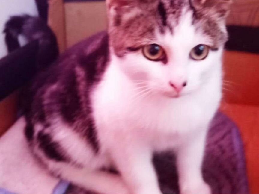 Котенок девочка ласкучая мраморный окрас