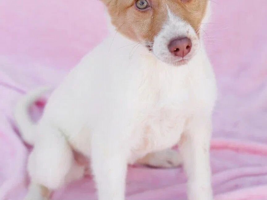 Куколка Хани