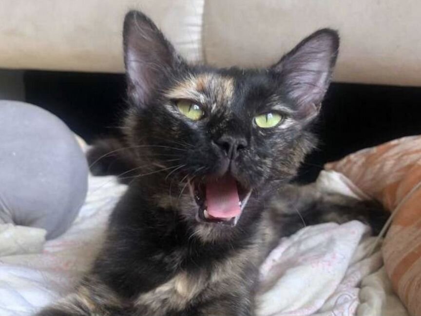 Красавица Агатка ищет семью