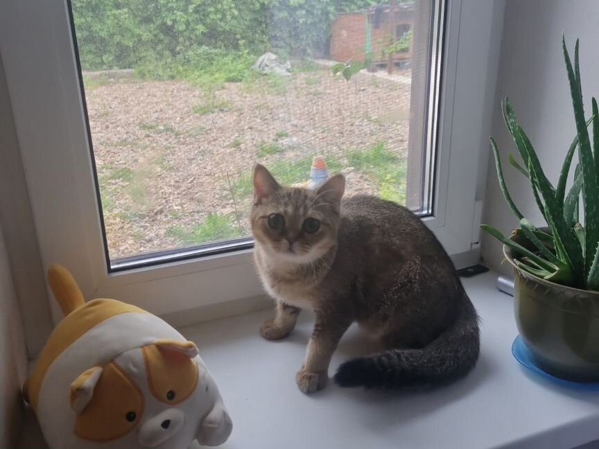 Британская шиншилла кот