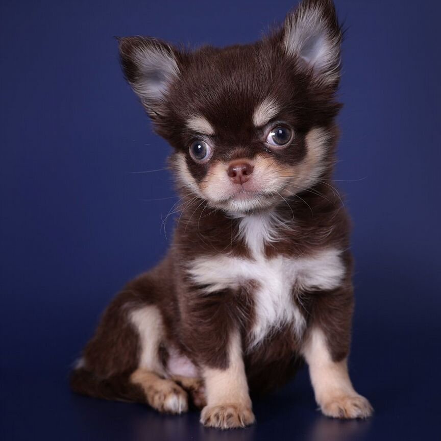 Чихуахуа, щенок
