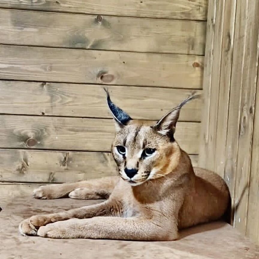 Кот каракет