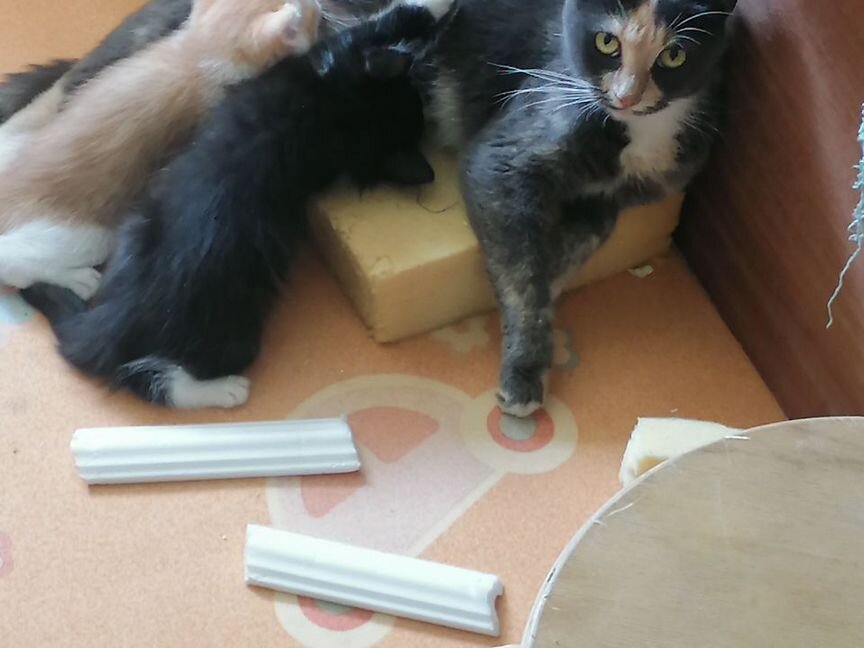 Котята в добрые руки