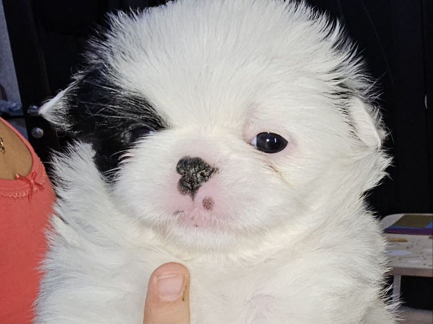 Японский хиняш пацан