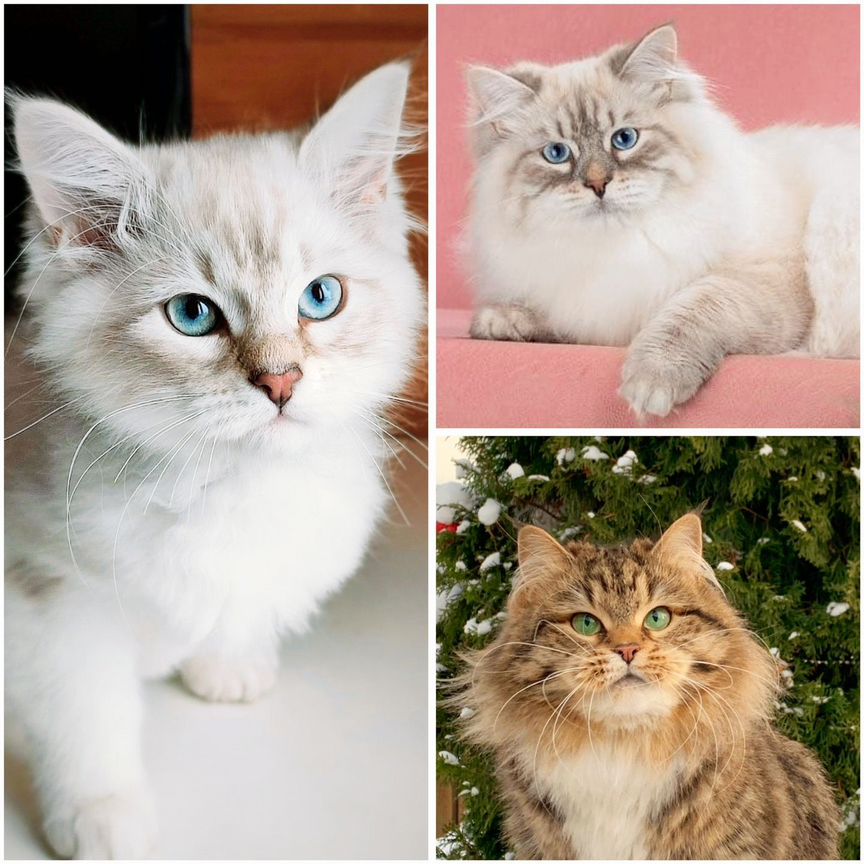 Невкий маскарадный котенок