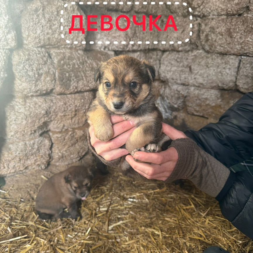 Щенки в добрые руки даром