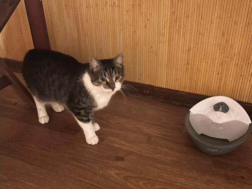 Котенок подросток бесплатно