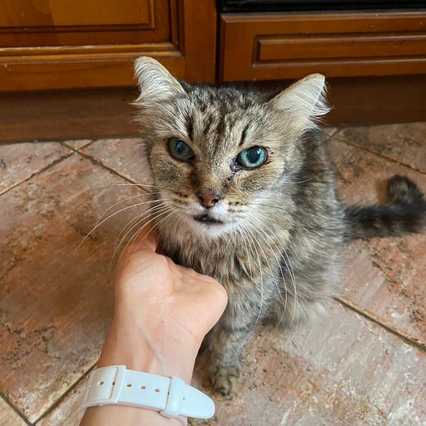 Кошка Дейзи больше не нужна хозяевам