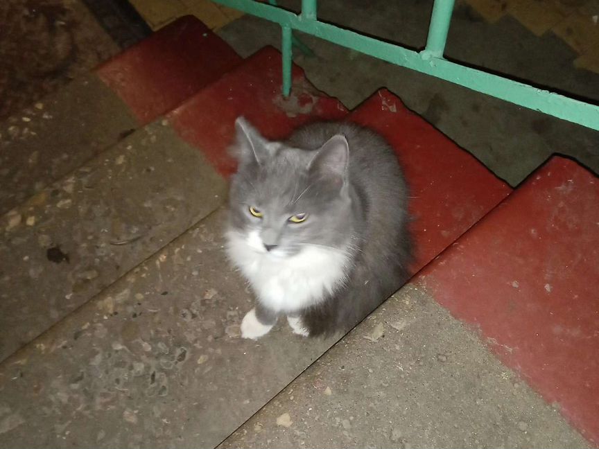 Котик ищет дом