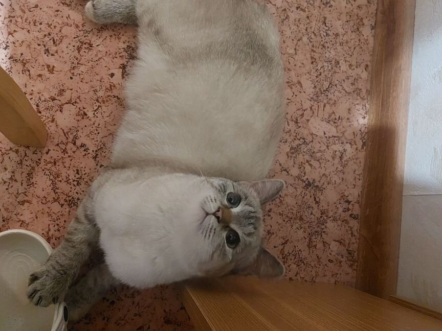Кошечка в дар