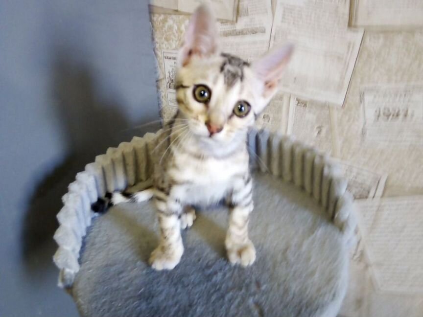 Кошка
