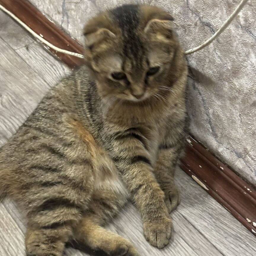 Кошечка