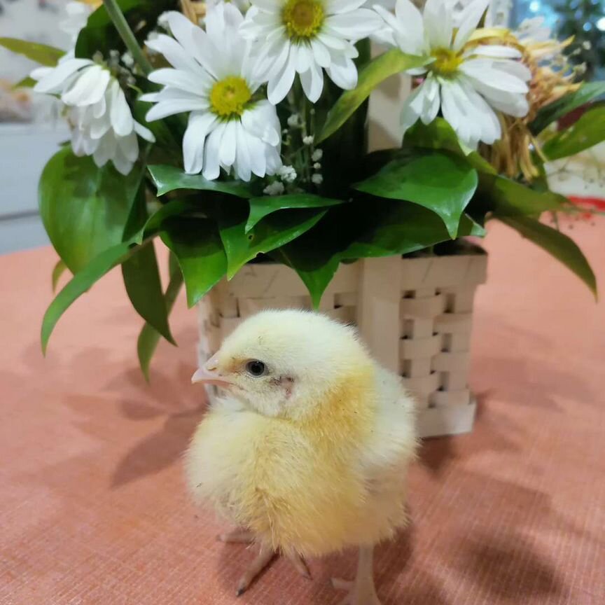 Цыплята бройлеры кобб 500