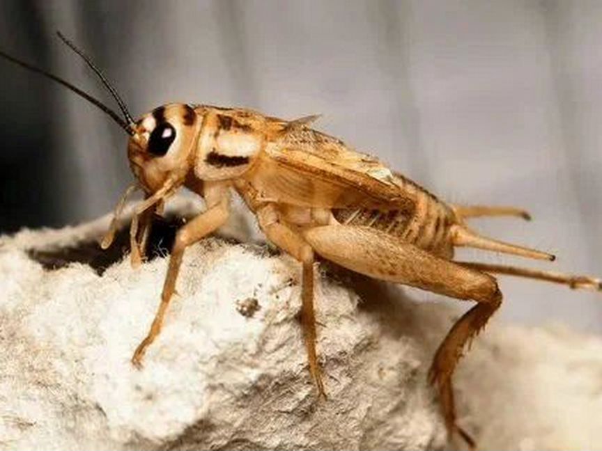 Сверчки кормовые