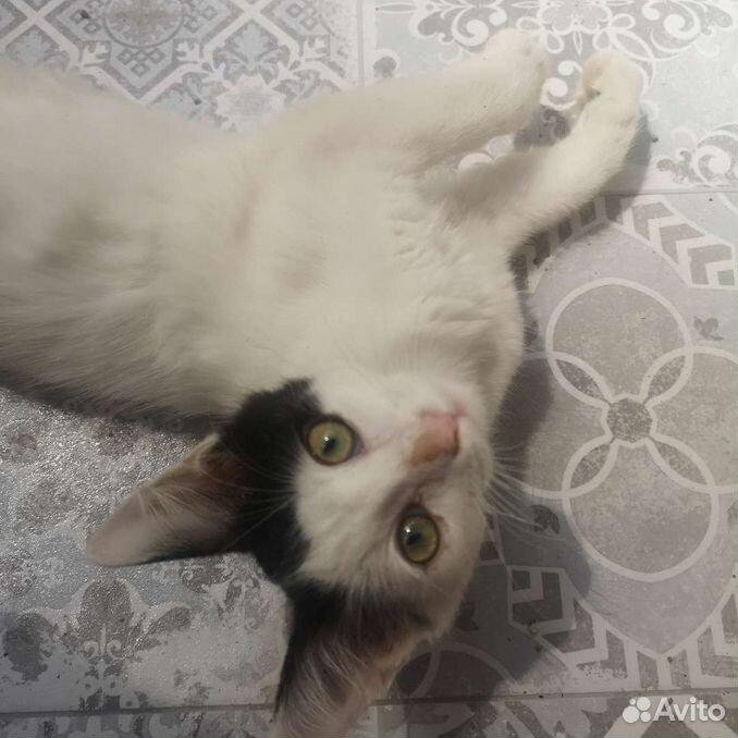 Отдам котенка в добрые руки, выбросили котенка