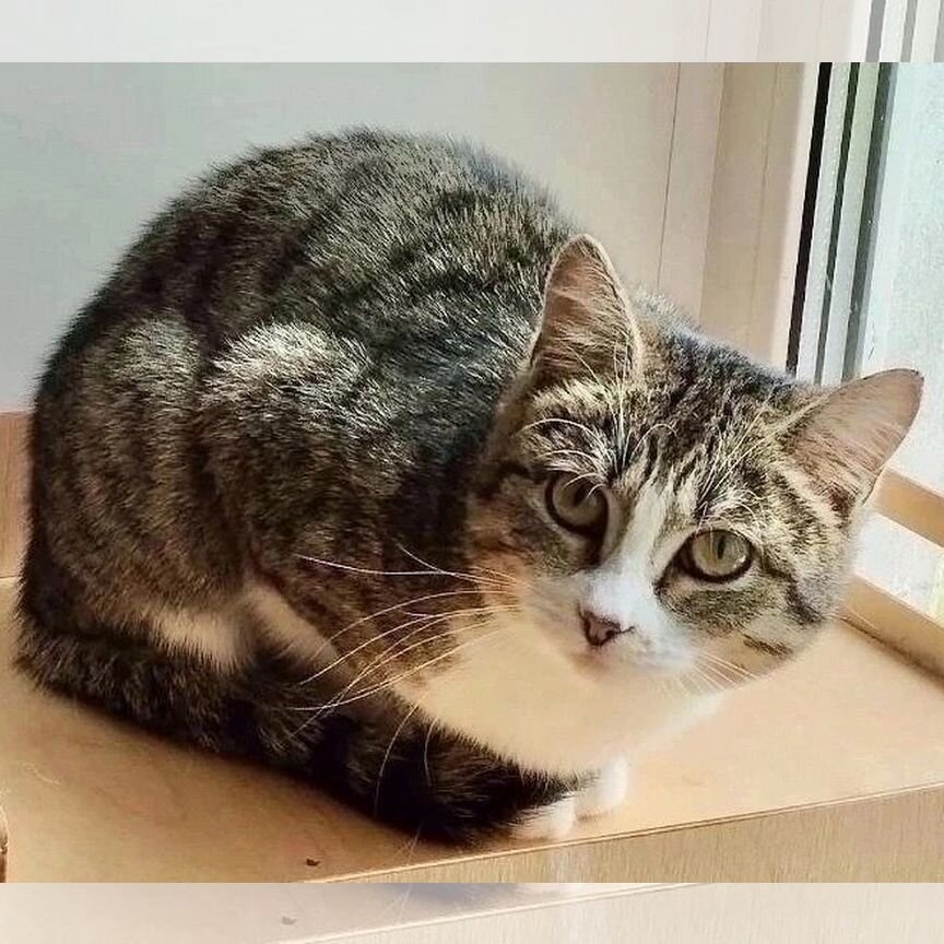 Европейская короткошёрстная, взрослая кошка