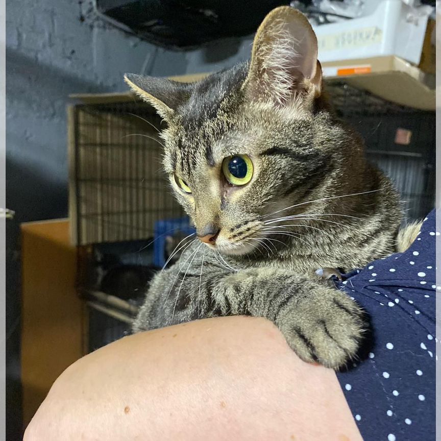 Джакарта умеет кушать с лапки. Кошка в добрые руки