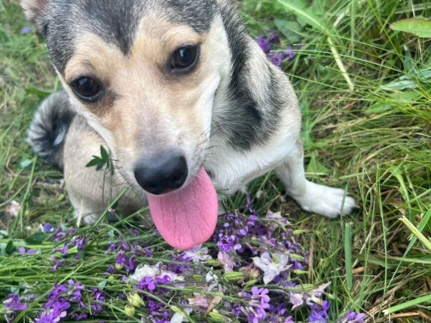 Собака маленькая