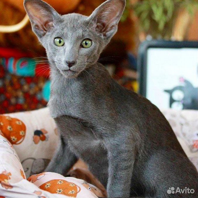 Котята орики