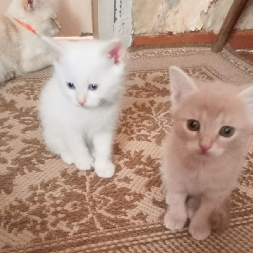 Домашние животные котята