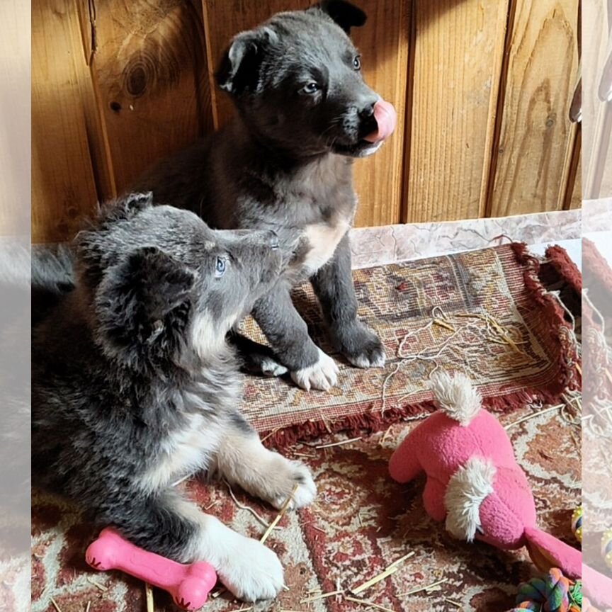 Щенок в добрые руки