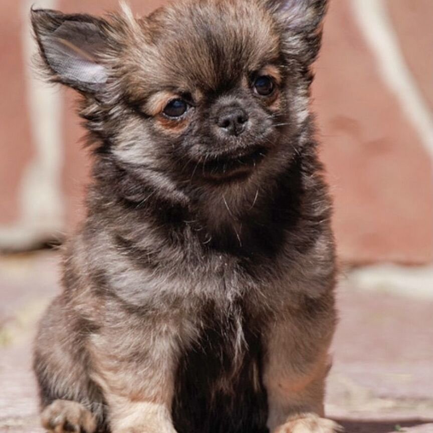 Чихуахуа щенок мальчик