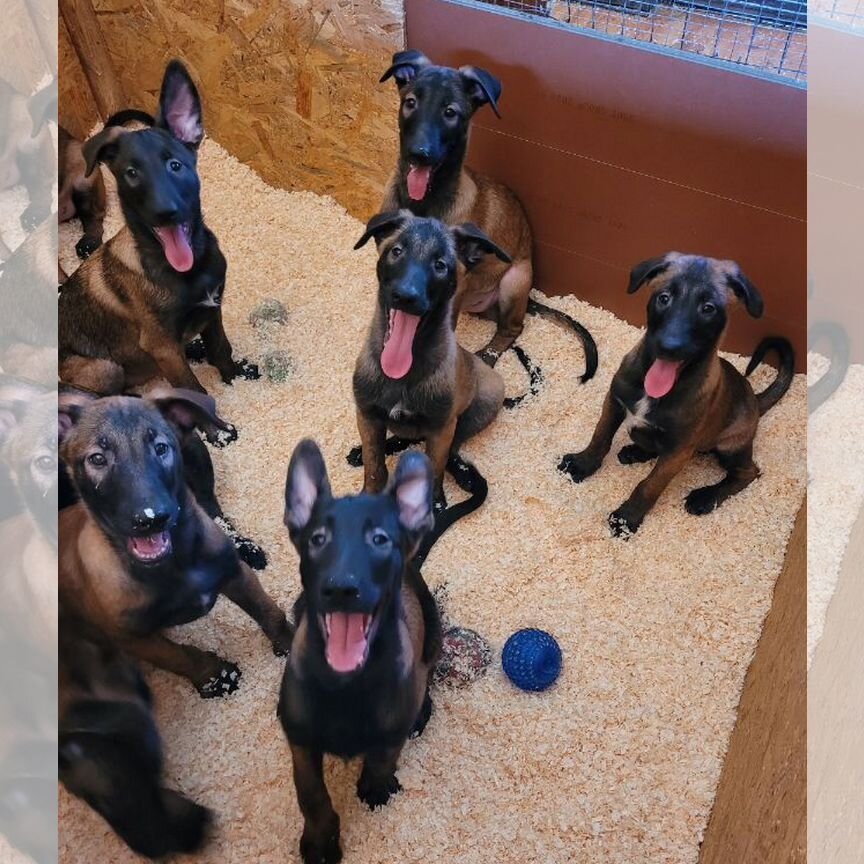 Бельгийская овчарка щенки