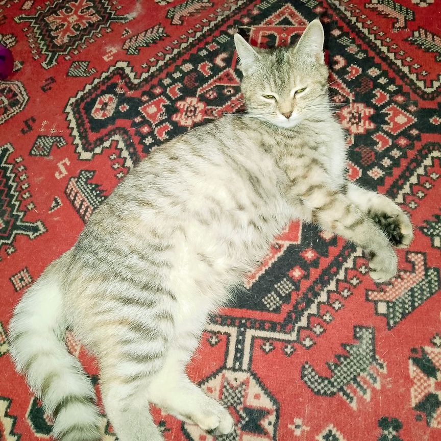 Кошечка в добрые руки