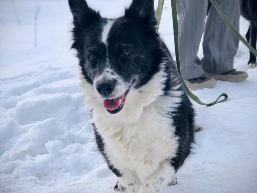 Старенькая Даша из приюта Некрасовка