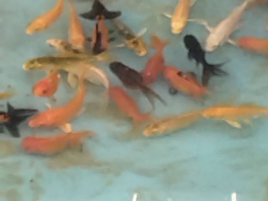 Корпы коя (золотые)