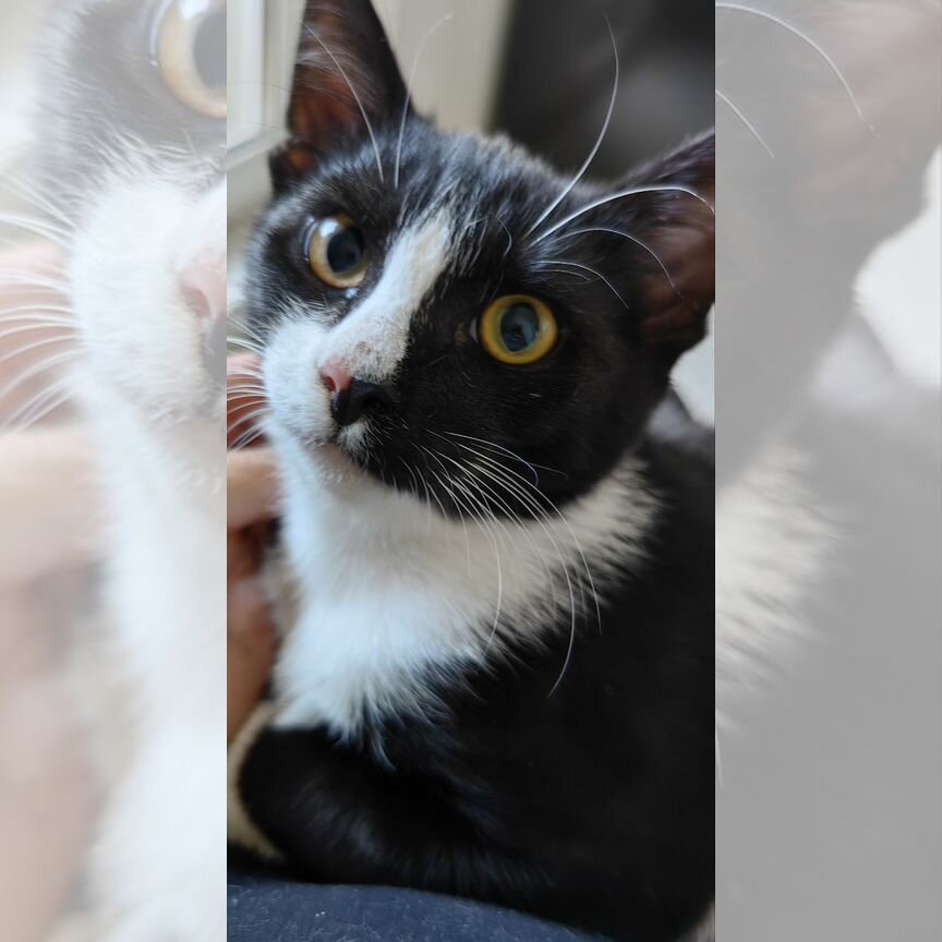 Котенок черный с белым