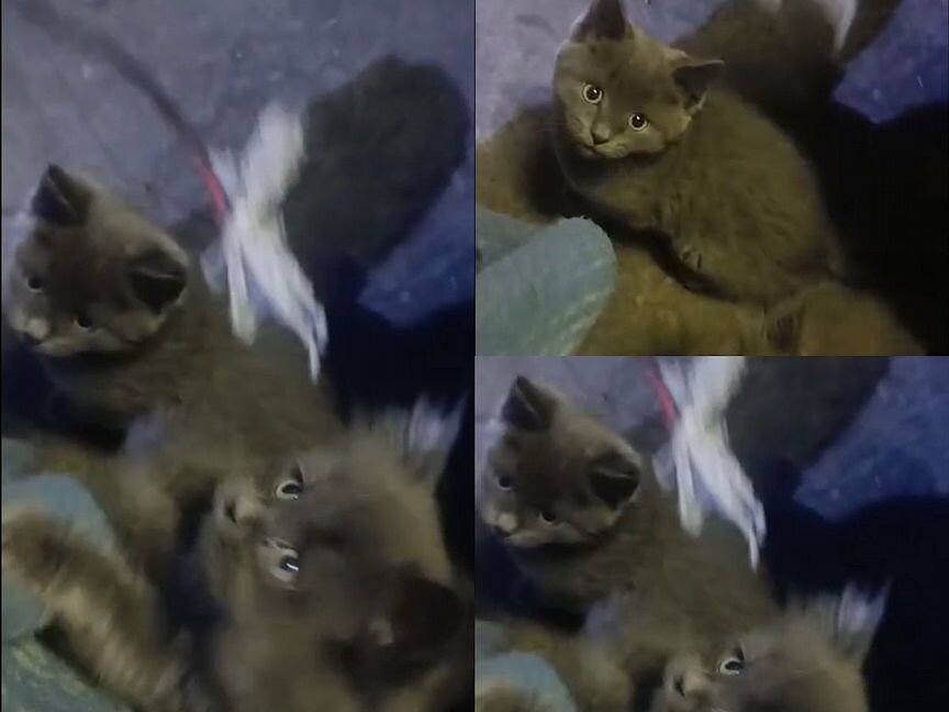 Котята на предприятие