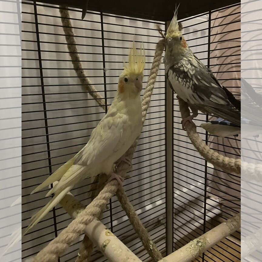 Продается кореллы. Мальчик и девочка