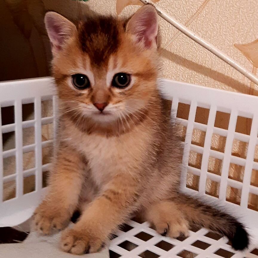 Британский короткошёрстный котёнок