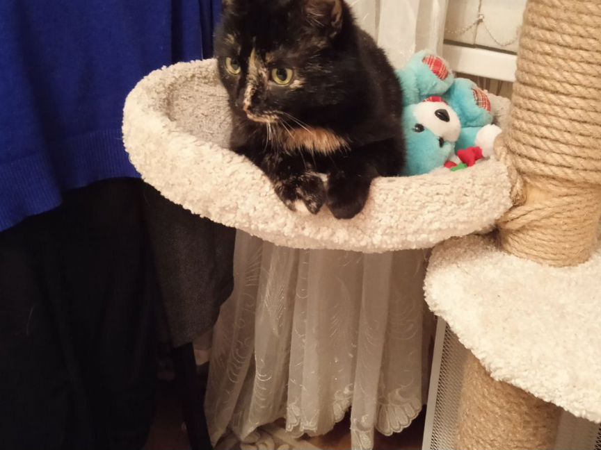 Кошка