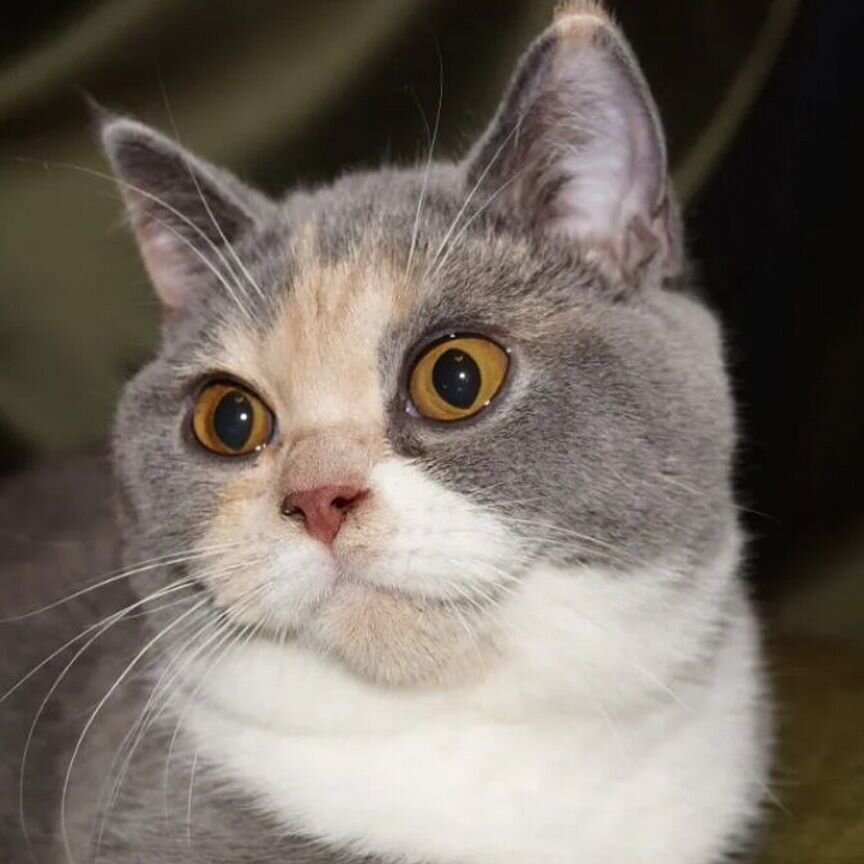 Взрослая Чистокровная Британская кошка