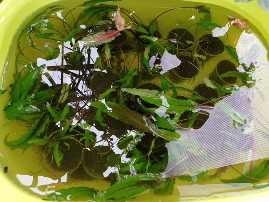 Криптокорина Вендта, зеленая