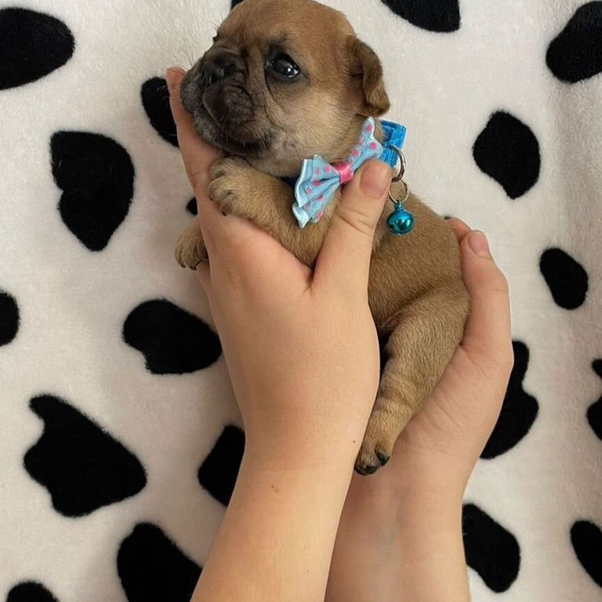 Французики - карапузики