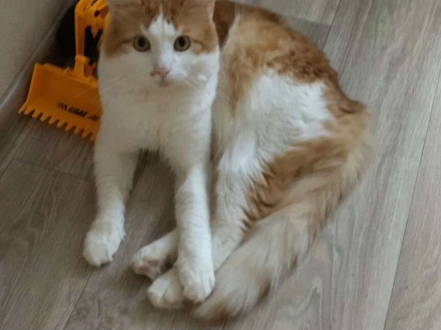 Кот в добрые руки бесплатно