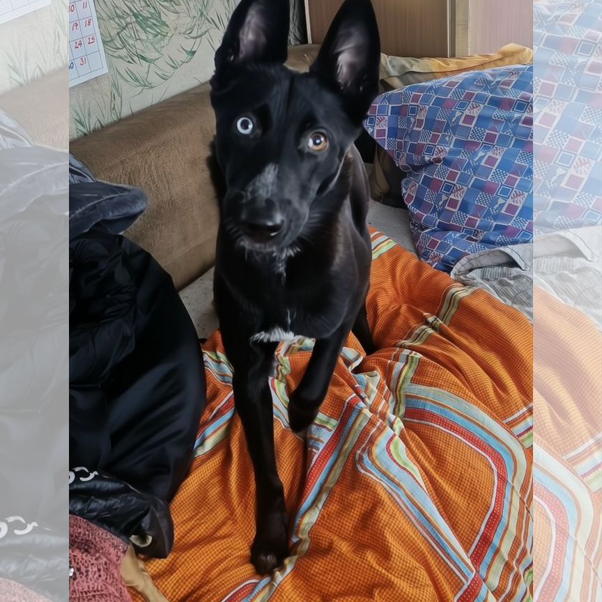 Немецкая овчарка, взрослая собака