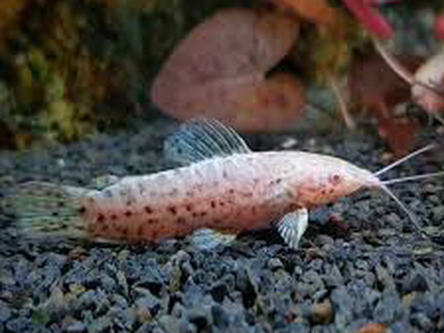 Сом Таракатум золотистый