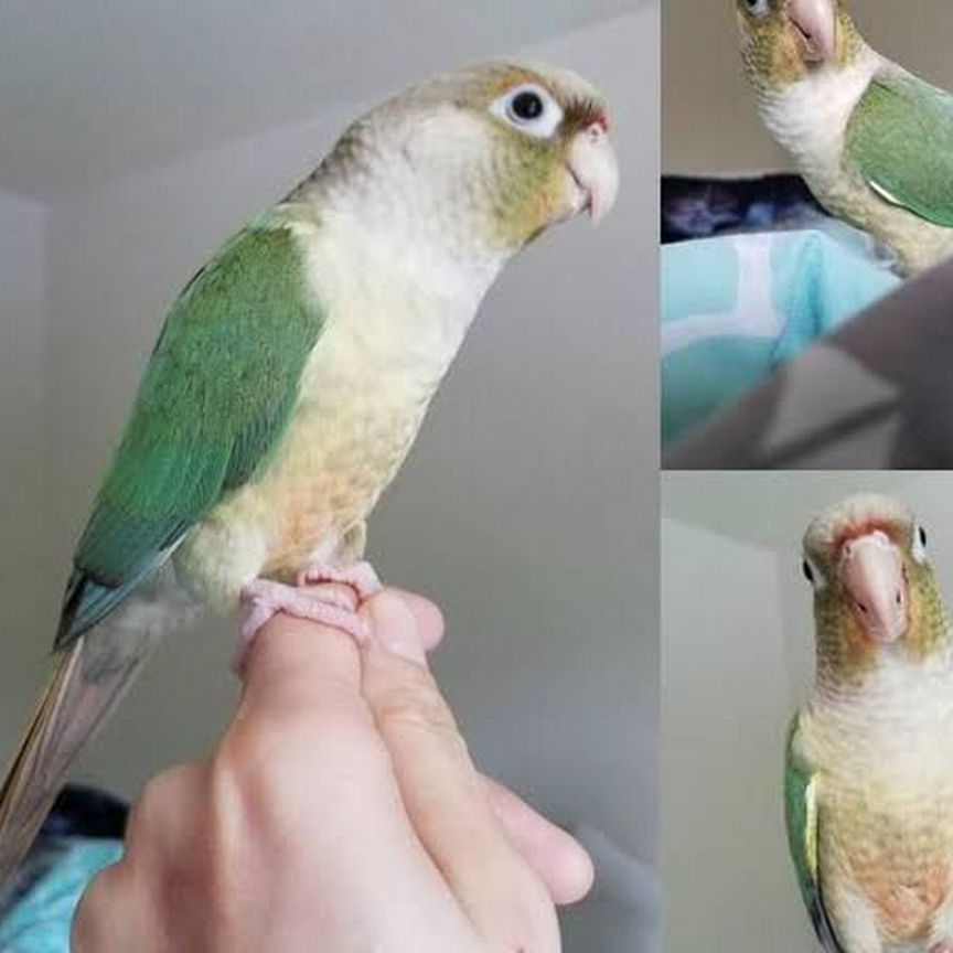 Попугай пиррура выкормыш ручной
