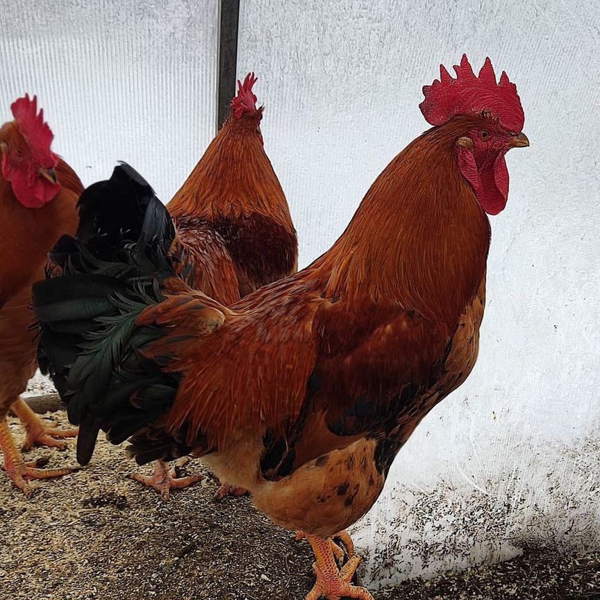 Куры петухи