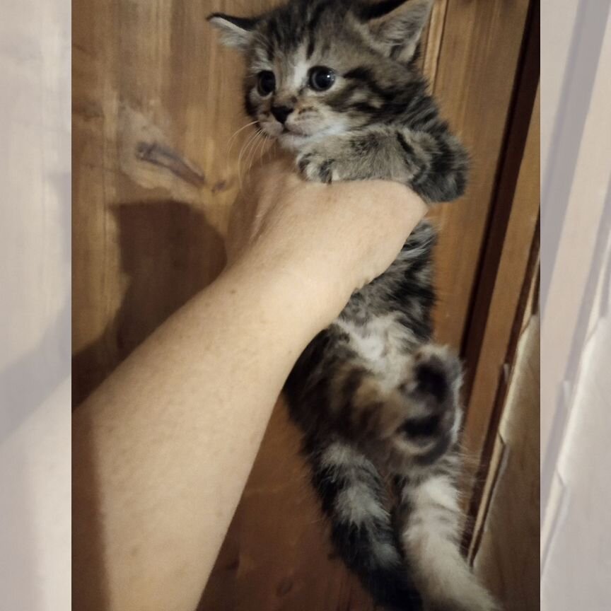 Шотландский котёнок