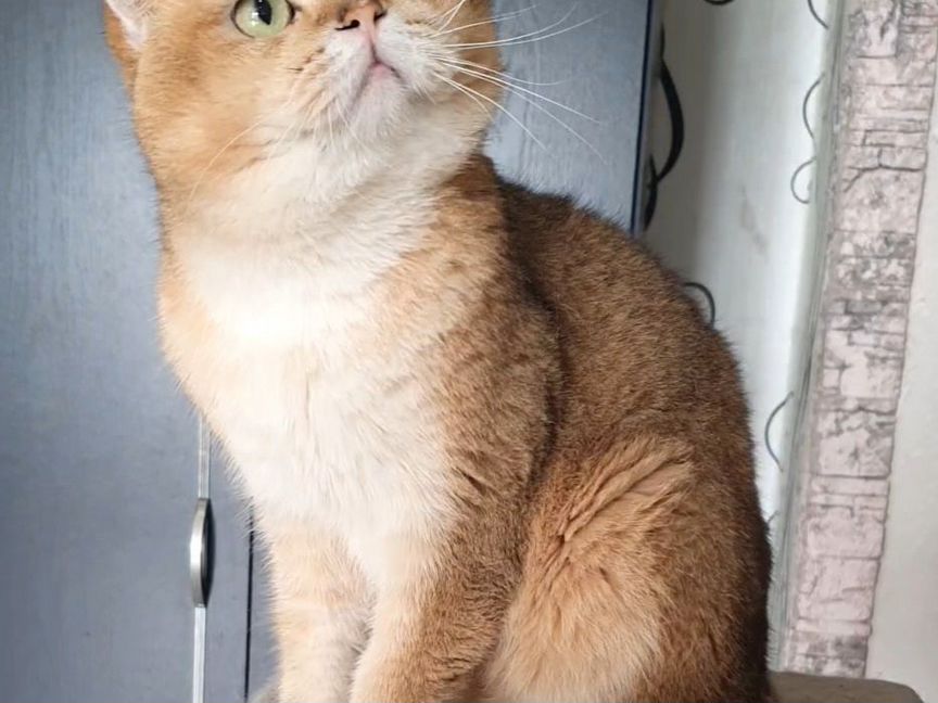 Шотландский золотой кот