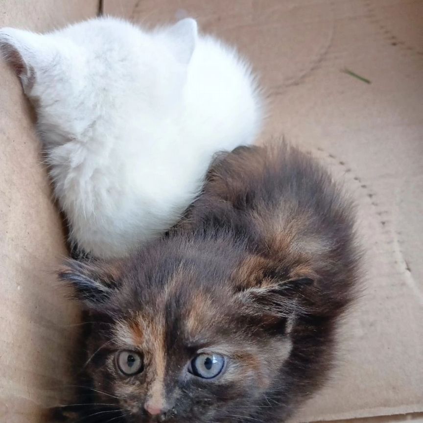 Котята нуждаются в помощи