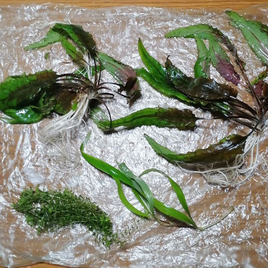 Аквариумное растение