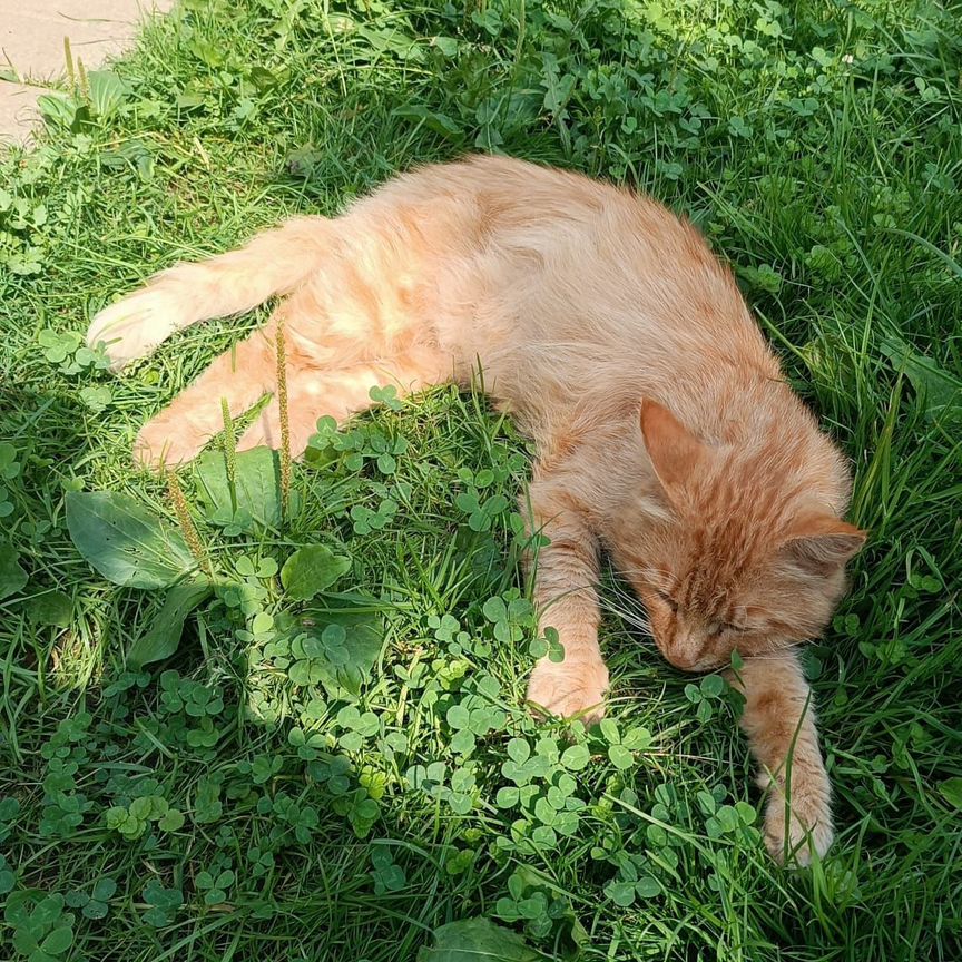 Рыжий котикв добрые руки