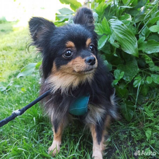 Шпицуля Синди ищет дом