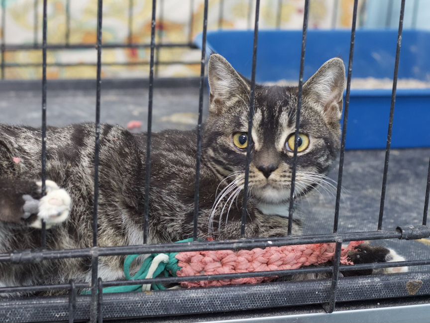 Невероятно милый котик